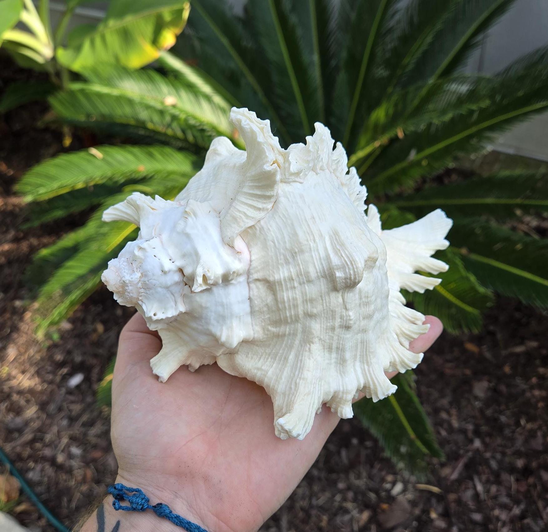 Large Conch Murex Ramosus Shell Giant Authentic Murex Shell 8 Inches - Etsy