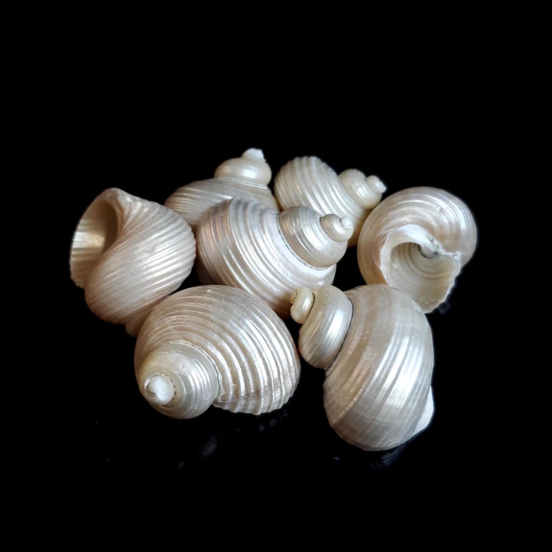 Pearly White Turbo Setosus Shells 1-3/4 Inch to 2-1/4 Inch - Etsy