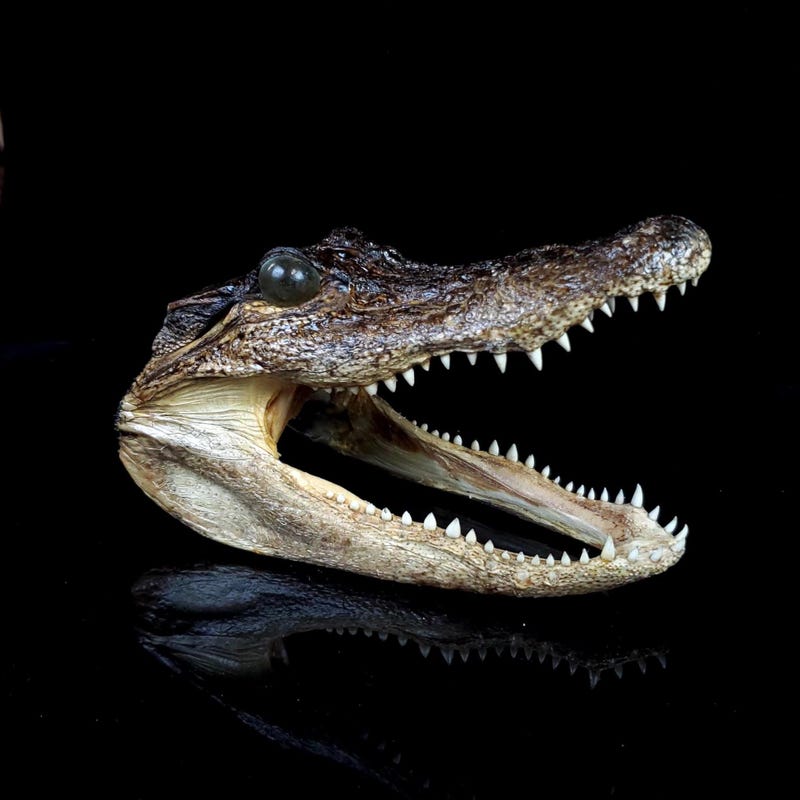 Alligator Heads - Etsy