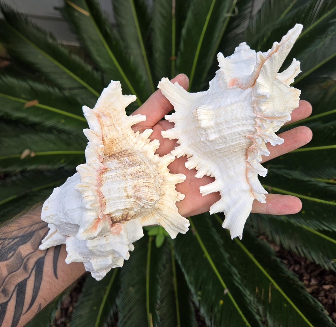 Conch Murex Ramosus Shell (approx 5 - 6 Inches) Authentic Murex Shell - Etsy