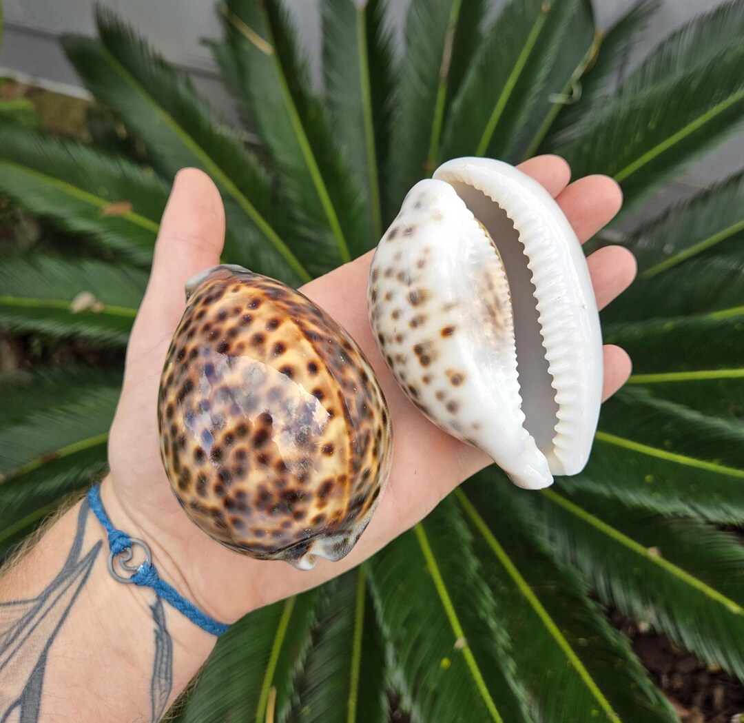 Large Polished Tiger Cowrie Shells (3 - 3.75 Inches) - Etsy