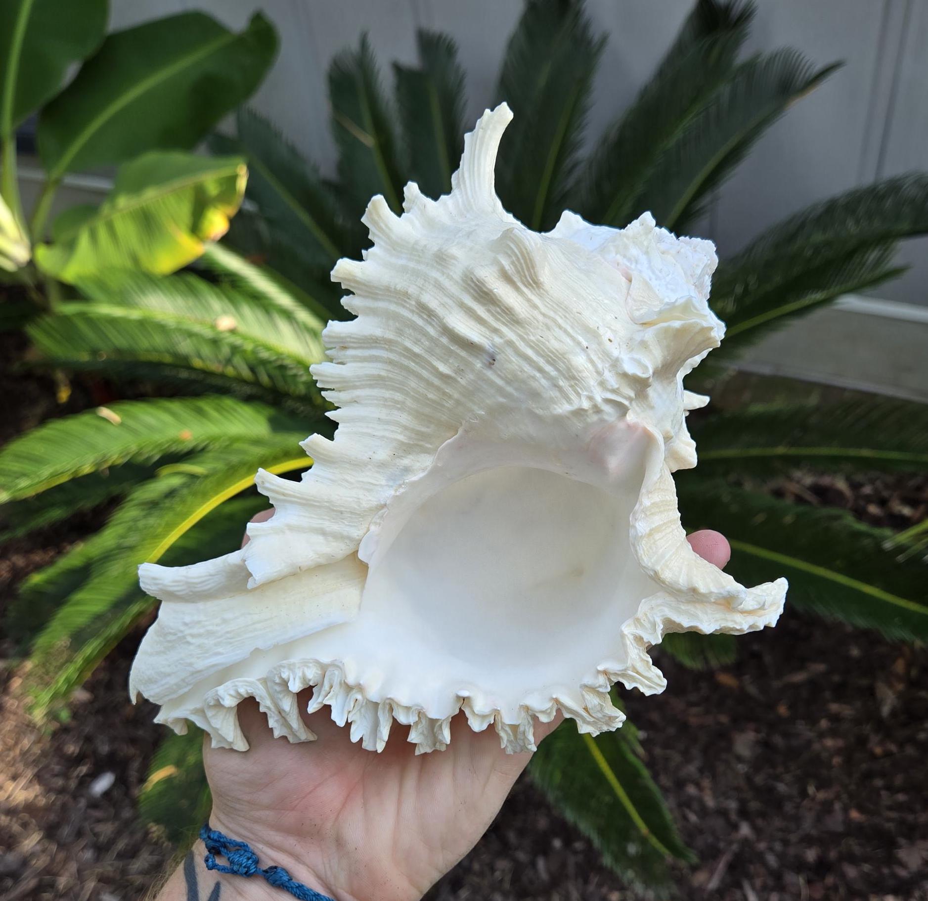 Large Conch Murex Ramosus Shell Giant Authentic Murex Shell 8 Inches - Etsy