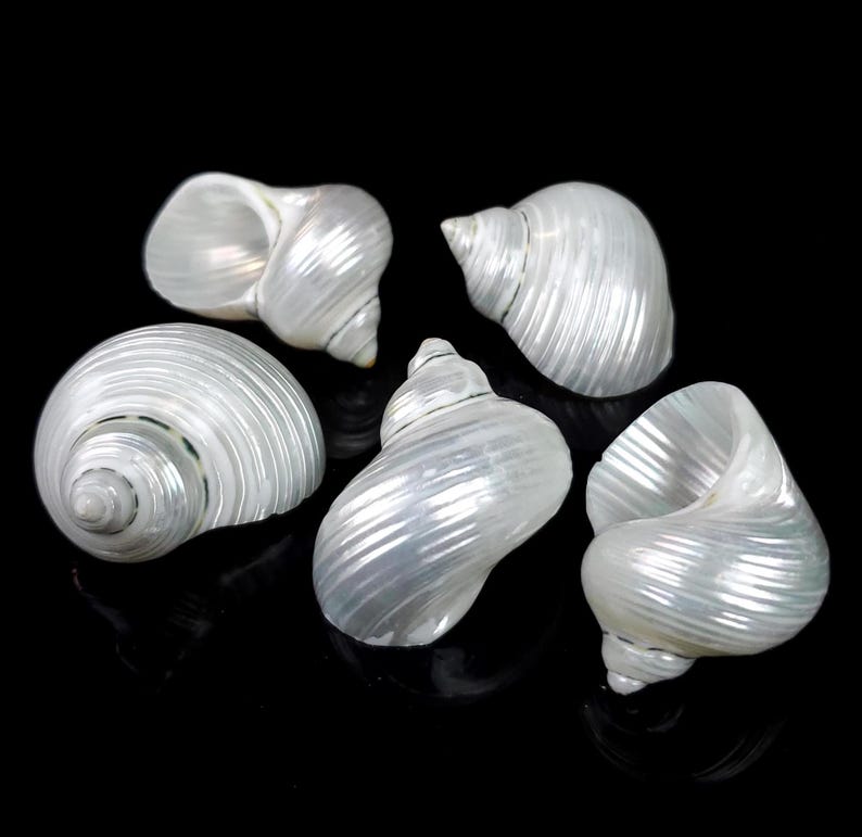 Pearl Silver Mouth Turban Shells 1 1/2 2 Inches - Etsy