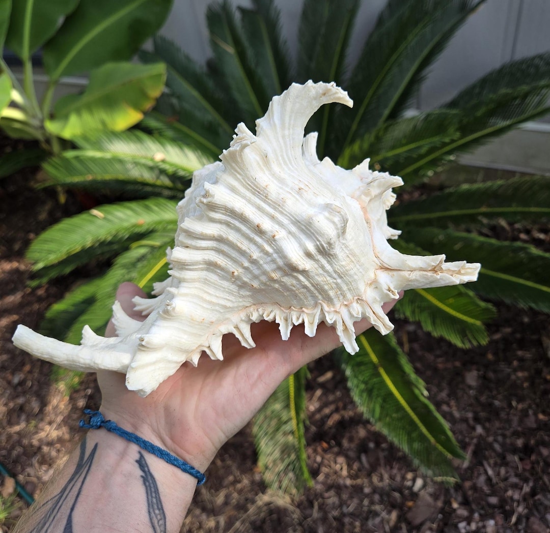 Large Conch Murex Ramosus Shell Giant Authentic Murex Shell 8-9 Inches - Etsy