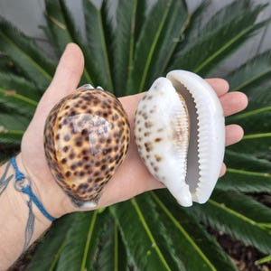 Large Polished Tiger Cowrie Shells (3 - 3.75 Inches) - Etsy