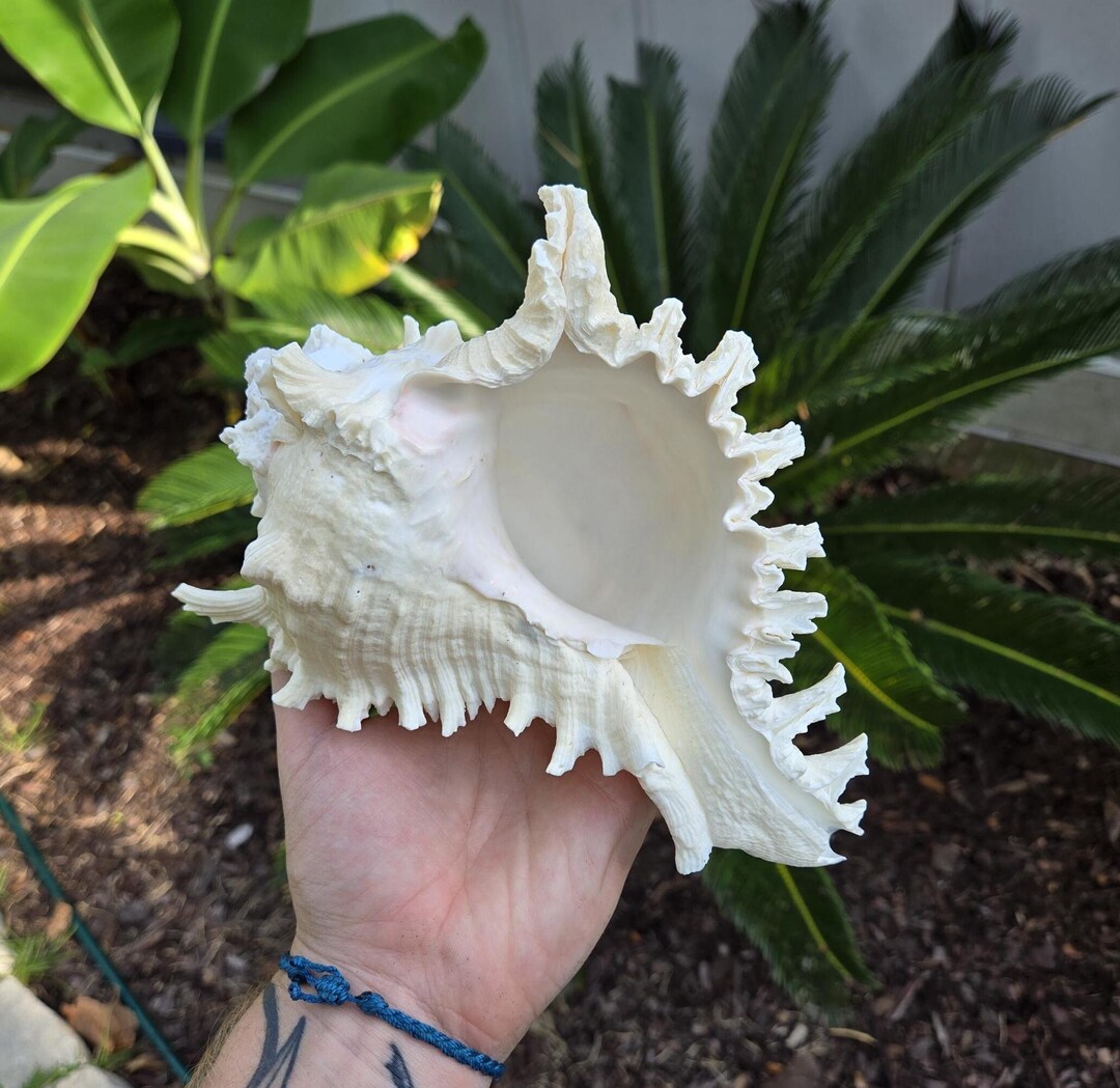 Large Conch Murex Ramosus Shell Giant Authentic Murex Shell 8 Inches - Etsy