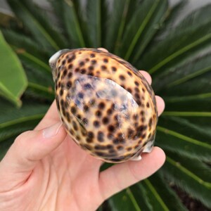 Large Polished Tiger Cowrie Shells (3 - 3.75 Inches) - Etsy