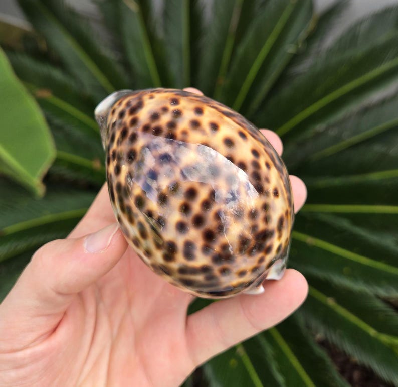 Craft Grade* Large Polished Tiger Cowrie Shells (3 - 3.75 Inches) - See ...