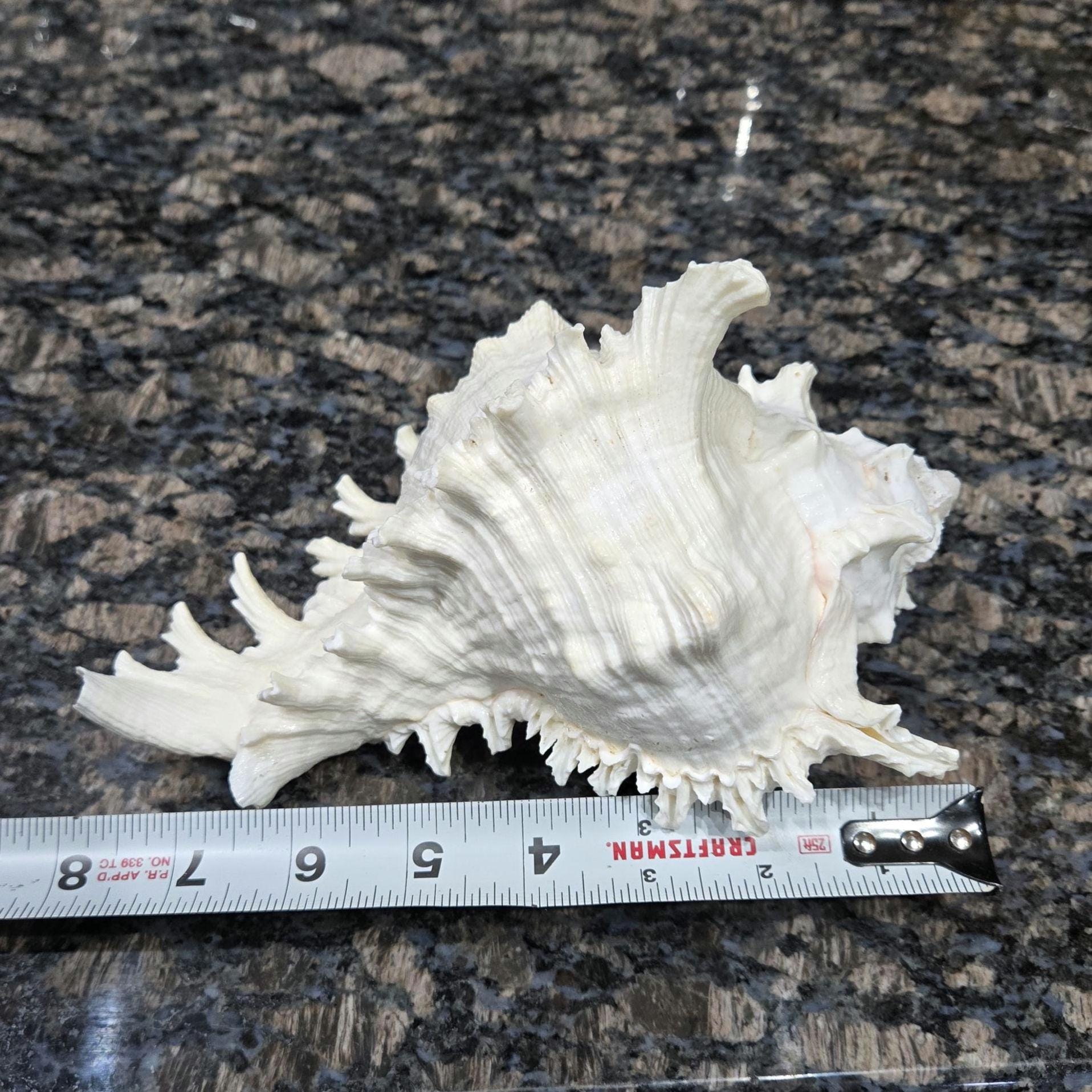 Large Conch Murex Ramosus Shell Giant Authentic Murex Shell 8 Inches - Etsy