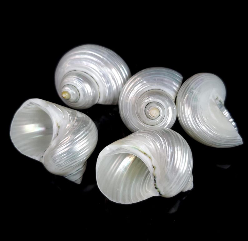 Pearl Silver Mouth Turban Shells 1 1/2 2 Inches - Etsy
