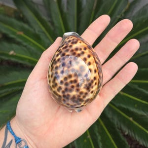 Large Polished Tiger Cowrie Shells (3 - 3.75 Inches) - Etsy