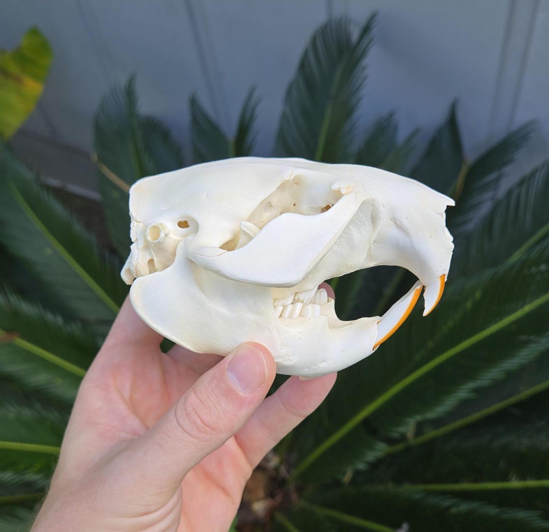Grade A North American Beaver Skull (4.5 Inches) - Etsy