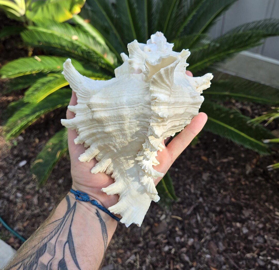 Large Conch Murex Ramosus Shell - Giant Authentic Murex Shell 8 Inches ...