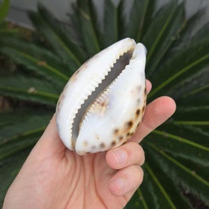 Large Polished Tiger Cowrie Shells (3 - 3.75 Inches) - Etsy