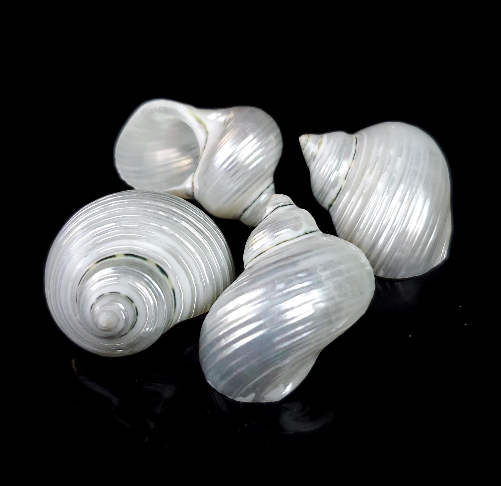 Pearl Silver Mouth Turban Shells 1 1/2 2 Inches - Etsy