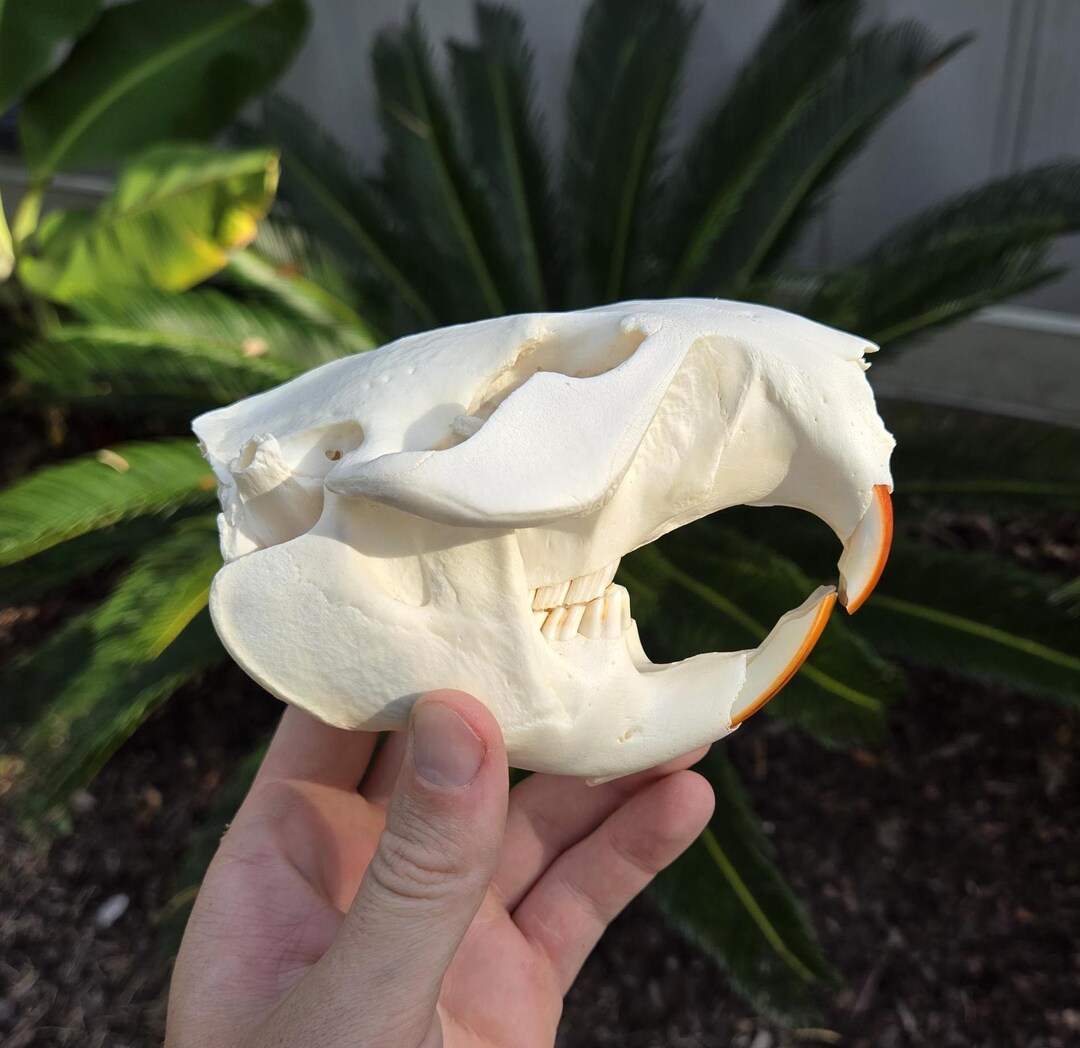 Grade A North American Beaver Skull - Etsy