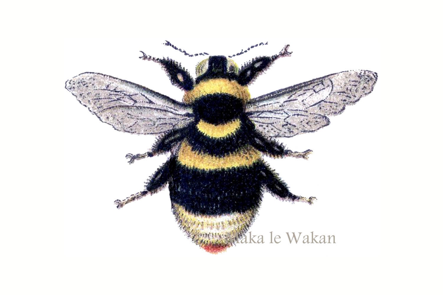 Bumblebee Print Vintage Illustration Honey Bee Art Print | Etsy