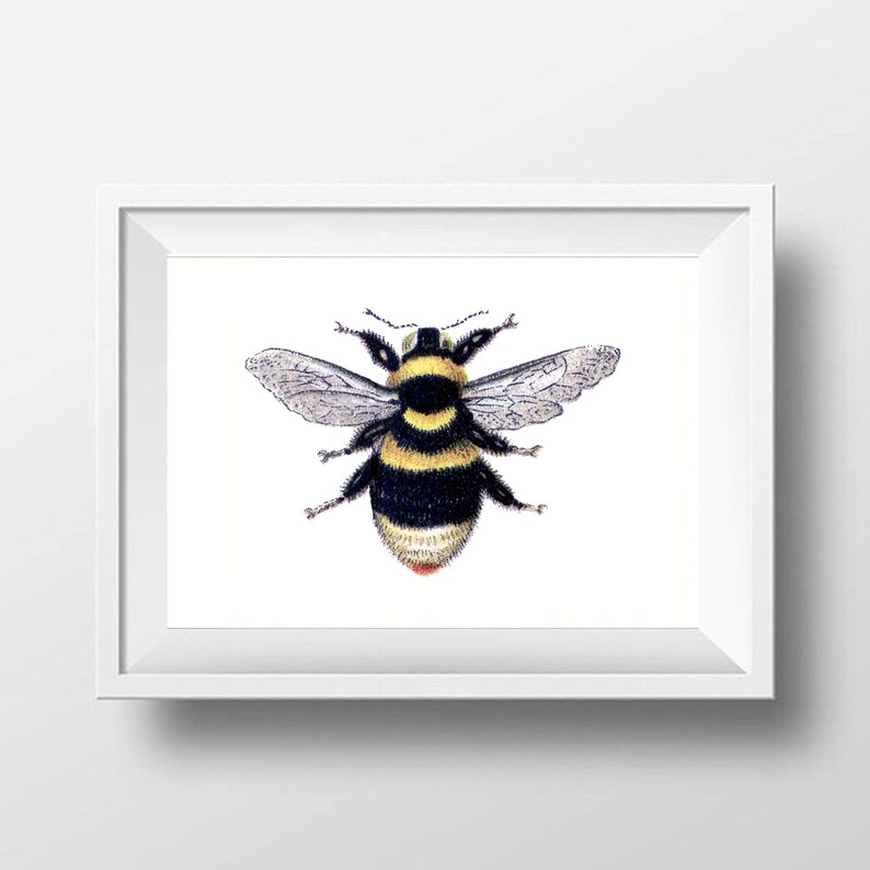 Bumblebee Print Vintage Illustration Honey Bee Art Print | Etsy