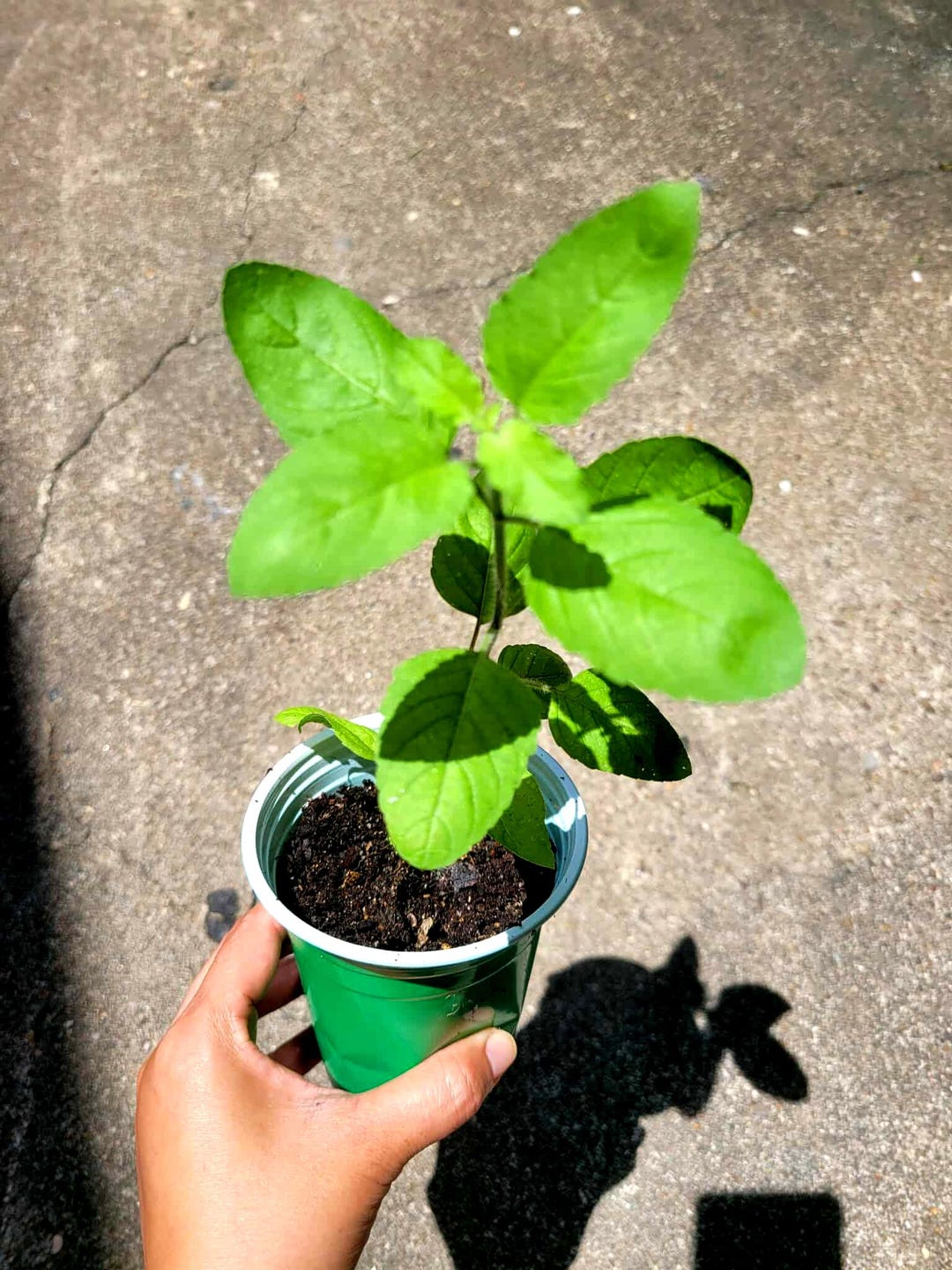 2 Rama Tulsi Holy Basil Live Plant | Ocimum Sanctum | Organic Non-gmo 5 ...