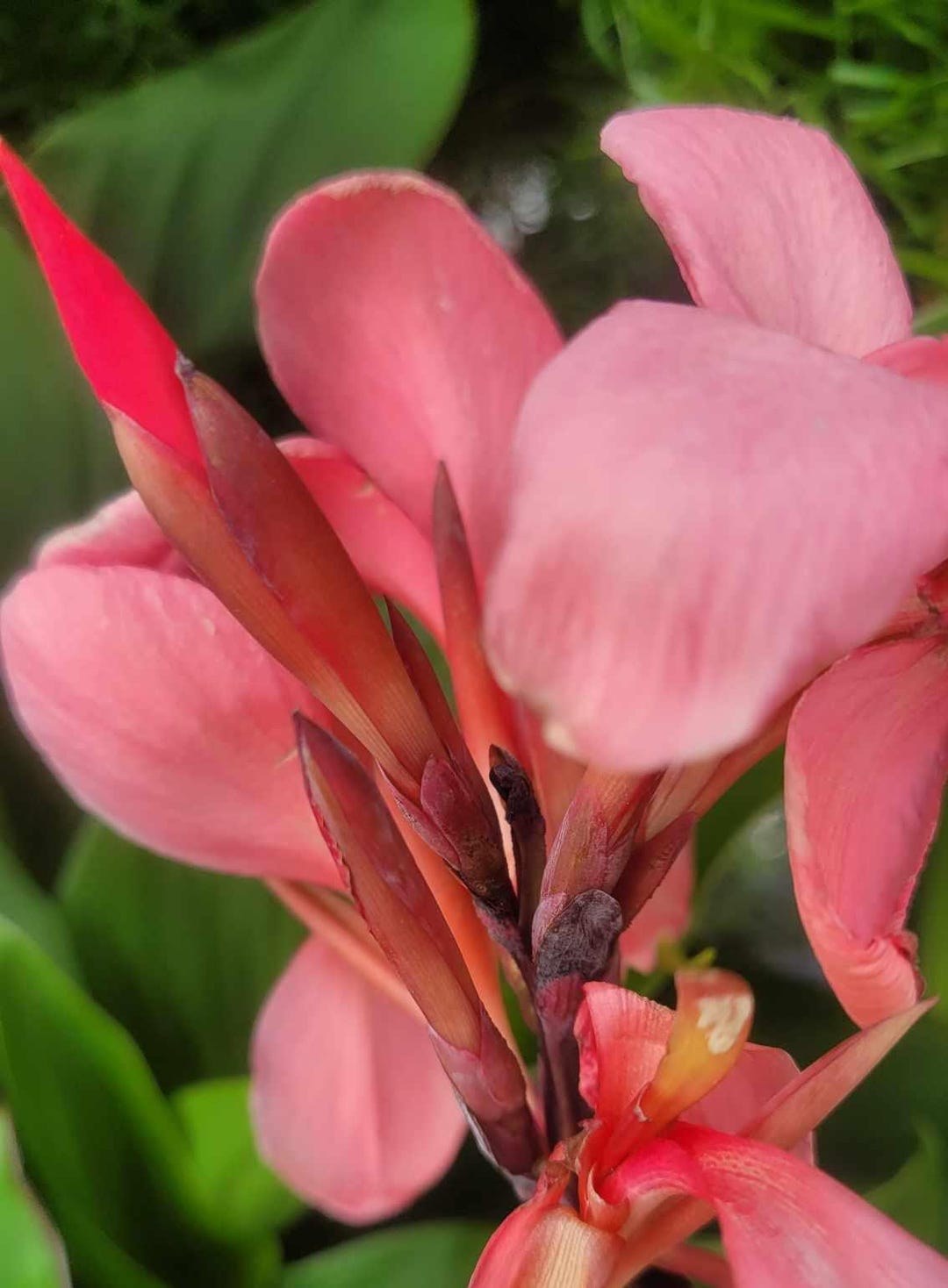Dwarf Pink Canna Lily Rhizome: Tropical Pond Plant - Cannova Rose - Etsy