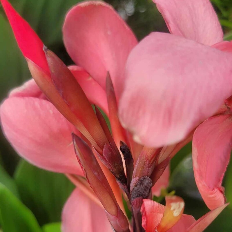 Pink Canna Lily - Etsy