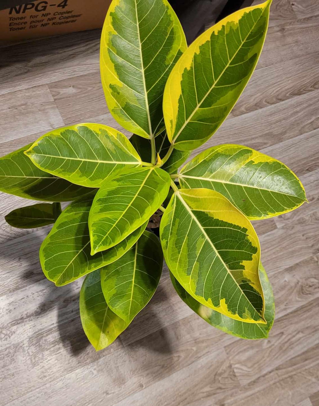 Ficus Altissima Fig Tree 30 Tall Live Plant, Variegated Golden yellow ...