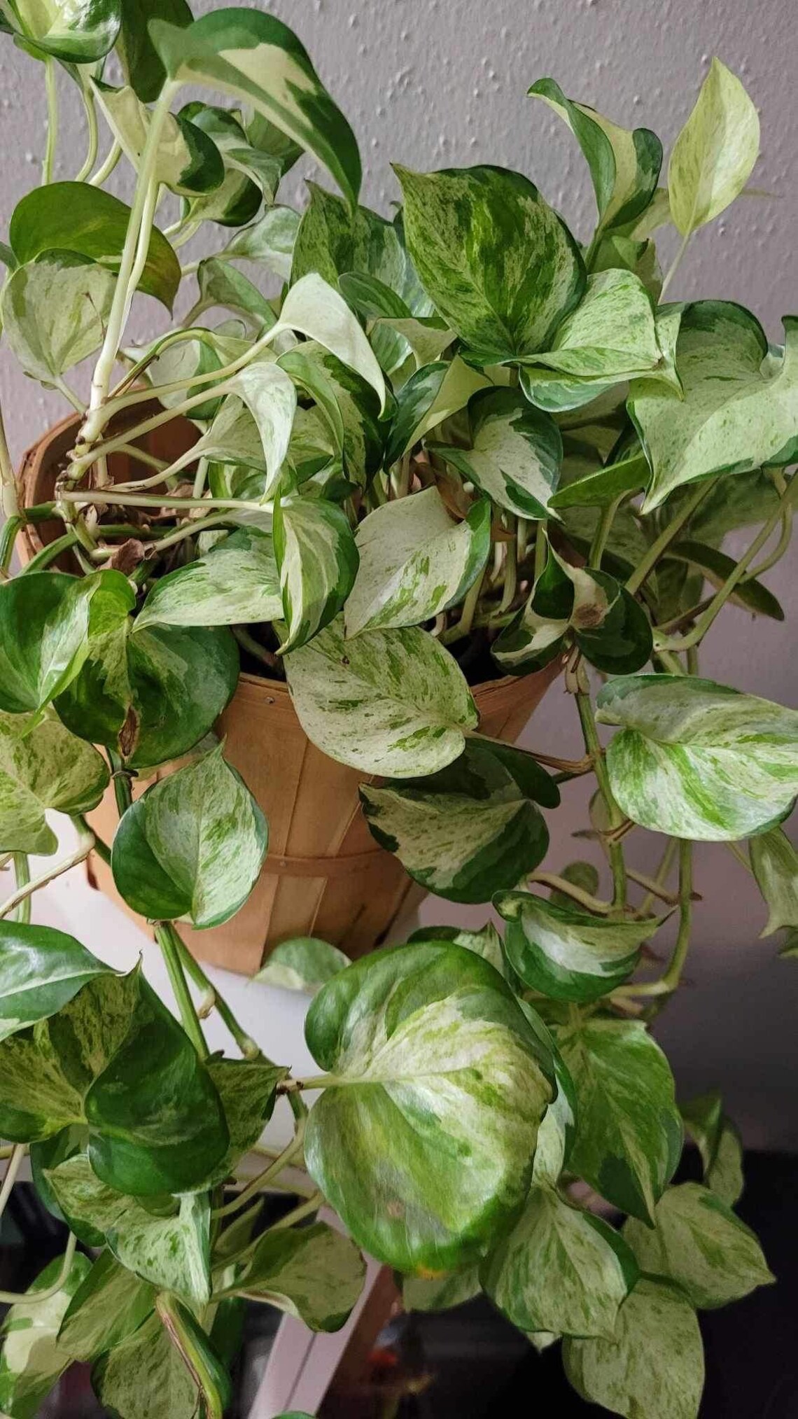 Epipremnum Aureum Manjula Pothos Plant Cuttings 33nodes Devils Ivy ...