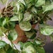 Epipremnum Aureum Manjula Pothos Plant Cuttings 33nodes Devils Ivy ...