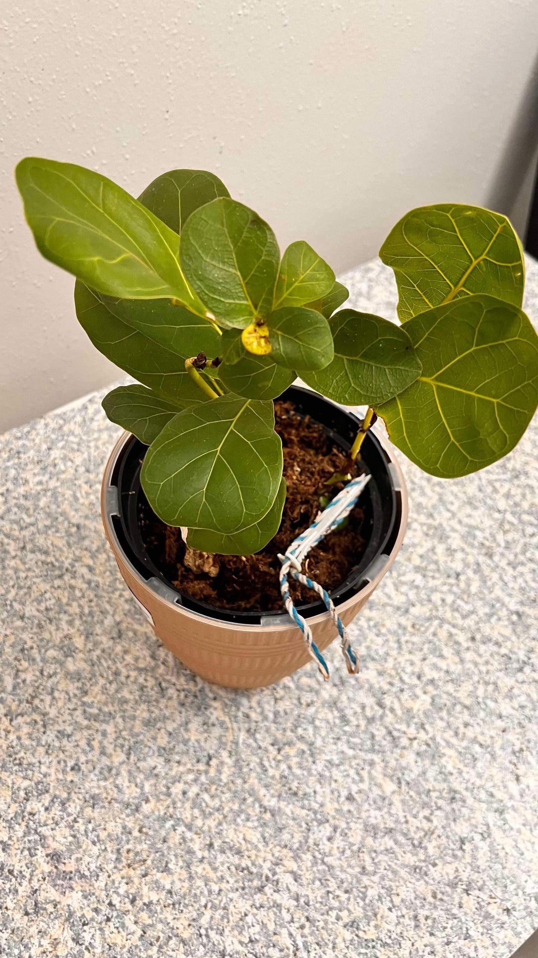 Fiddle Leaf Fig Tree Live Ficus Lyrata Indoor Outdoor Garden Plant(free ...