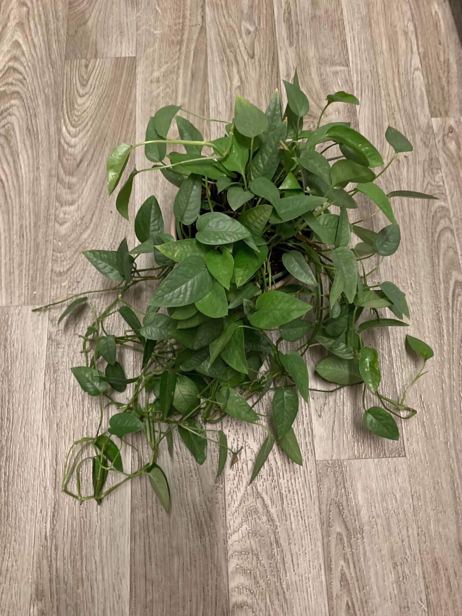 Cebu Blue Cebu Blue Pothos Pothos Plant Epipremnum Pinnatum Cebu Blue ...
