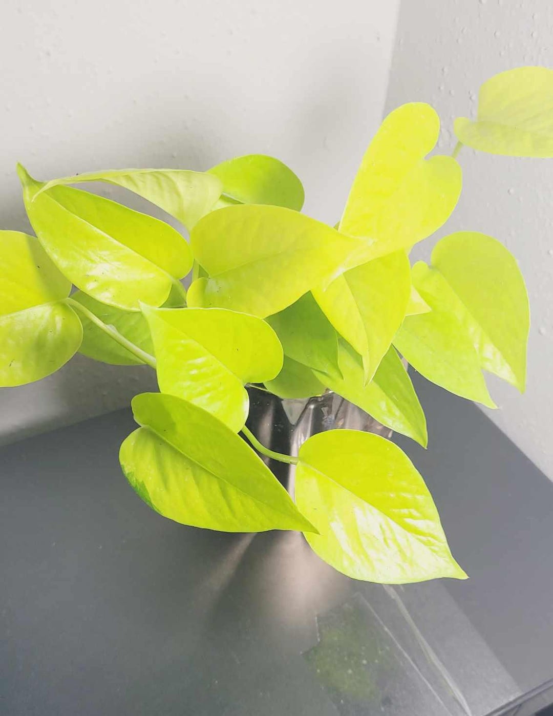 Neon Pothos Epipremnum Aureum Live Plant in 4 Pot and Cuttings Bright ...