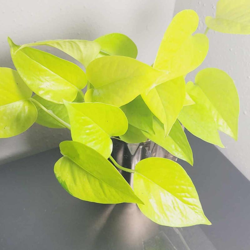 Neon Pothos - Etsy