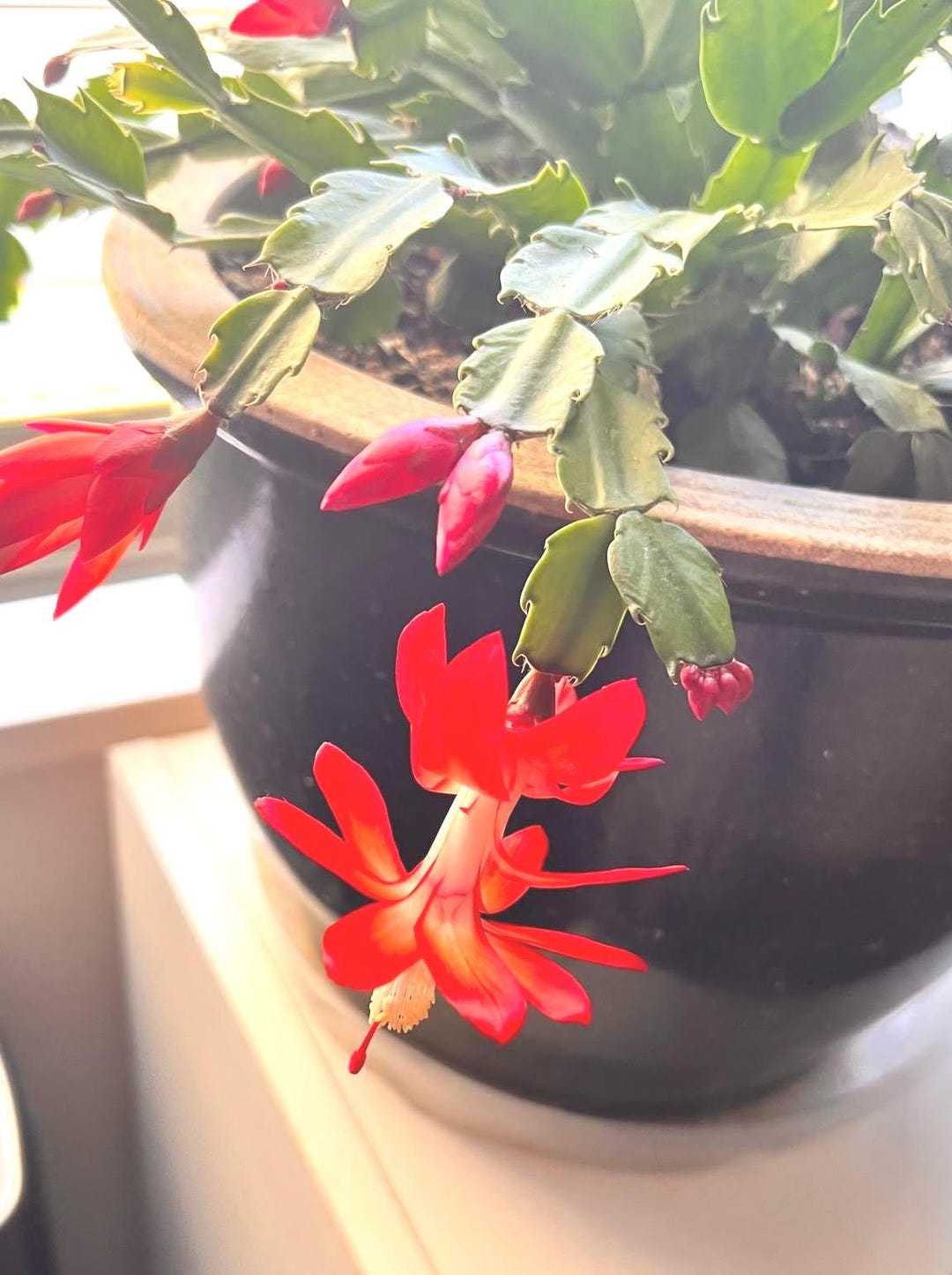Big Red Christmas Cactus 5” Pot –schlumbergera Truncata, Thanksgiving ...