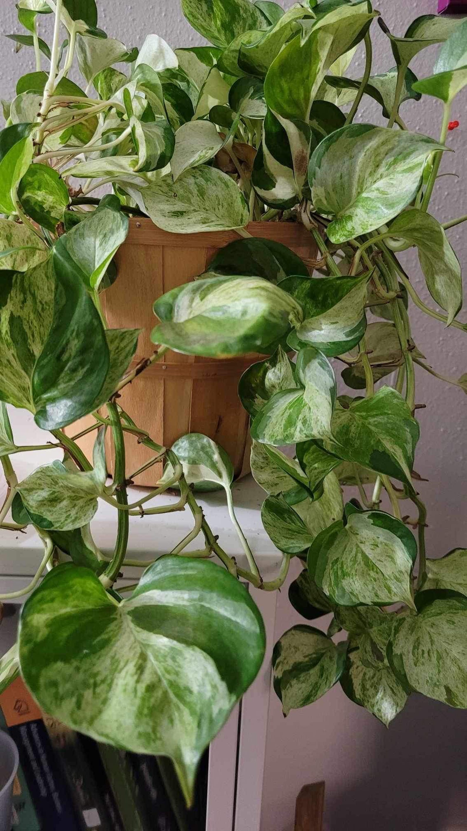 Epipremnum Aureum Manjula Pothos Plant Cuttings 33nodes Devils Ivy ...
