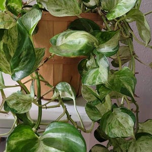 Epipremnum Aureum Manjula Pothos Plant Cuttings 33nodes Devils Ivy ...
