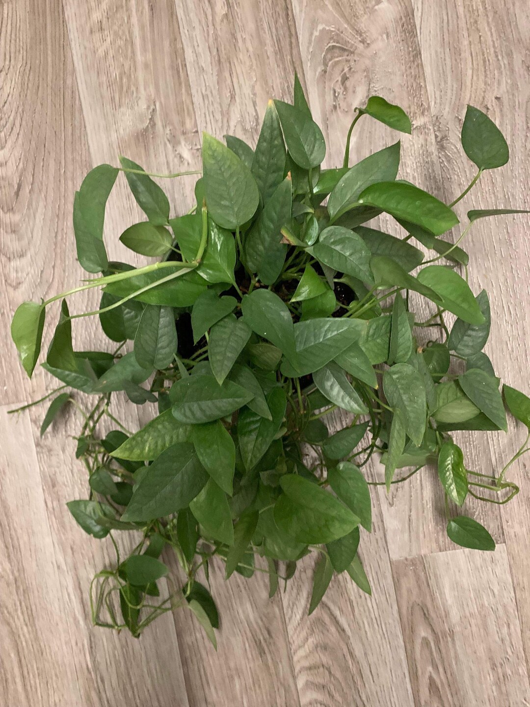 Cebu Blue Cebu Blue Pothos Pothos Plant Epipremnum Pinnatum Cebu Blue ...