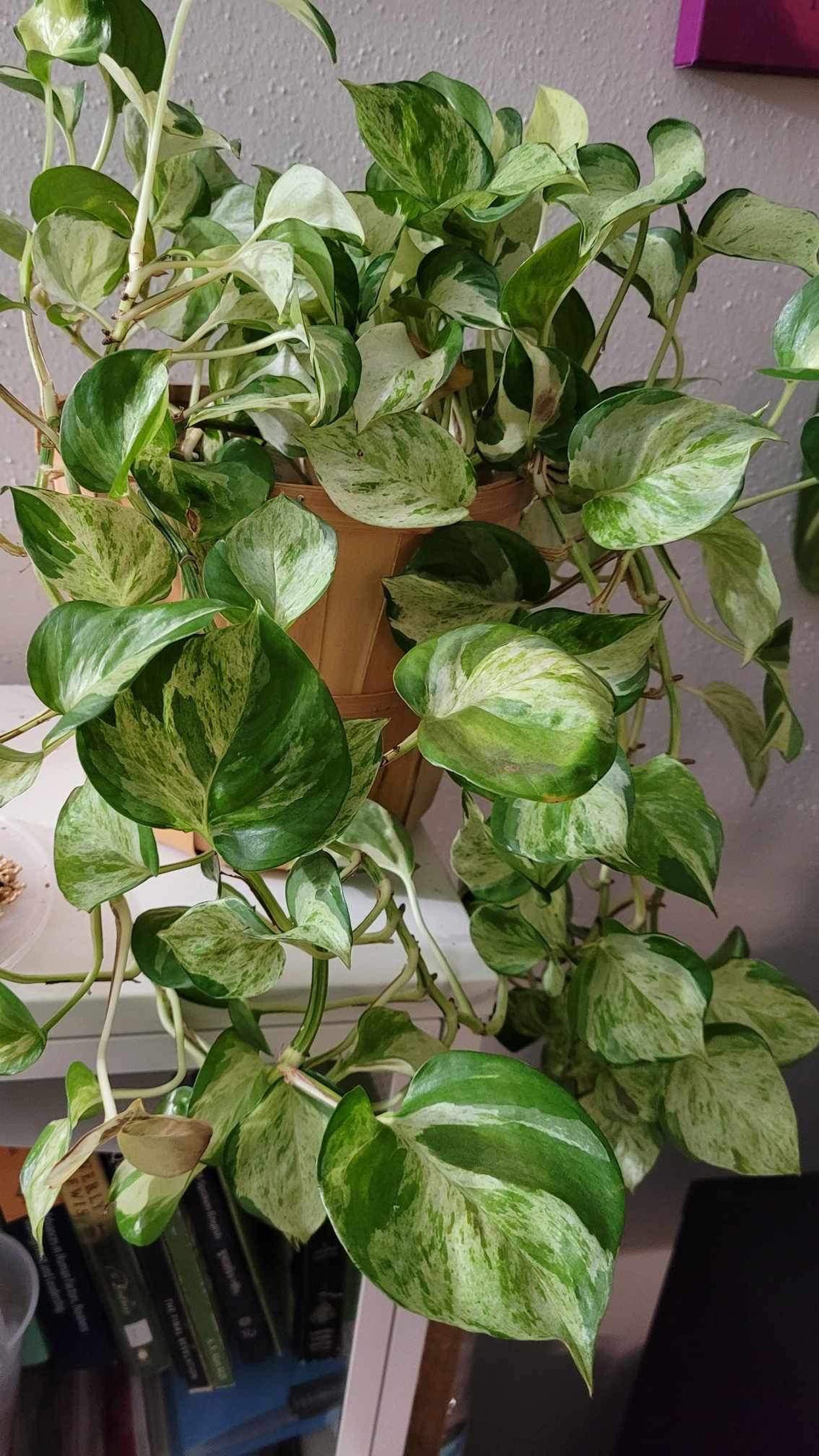 Epipremnum Aureum Manjula Pothos Plant Cuttings 33nodes Devils Ivy ...