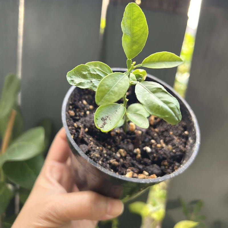 Harvey Green Lemon Tree - Etsy