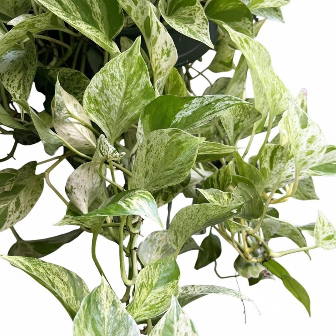 Marble Queen Pothos Clipping | Variegated Pothos Cutting | Live Plant ...