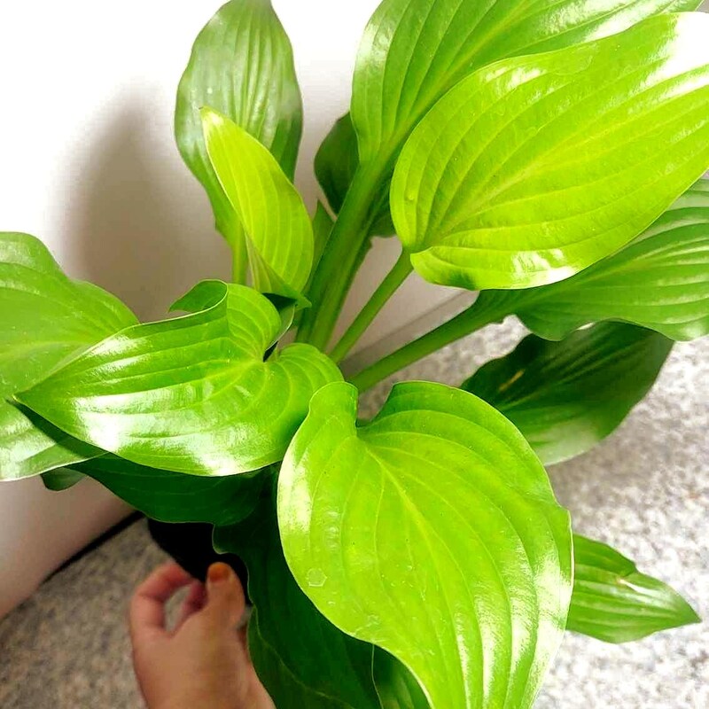 Purple Hosta Plant - Etsy