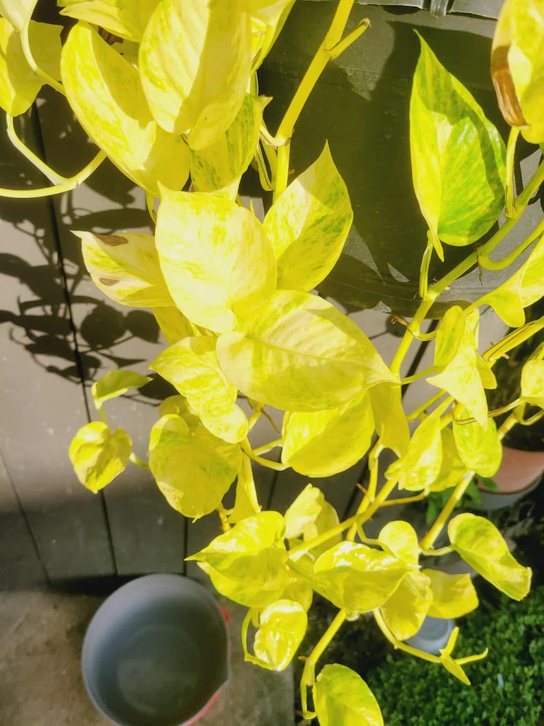 Neon Pothos & Neon Queen Aureum Cutting for Propagation Easy Care ...
