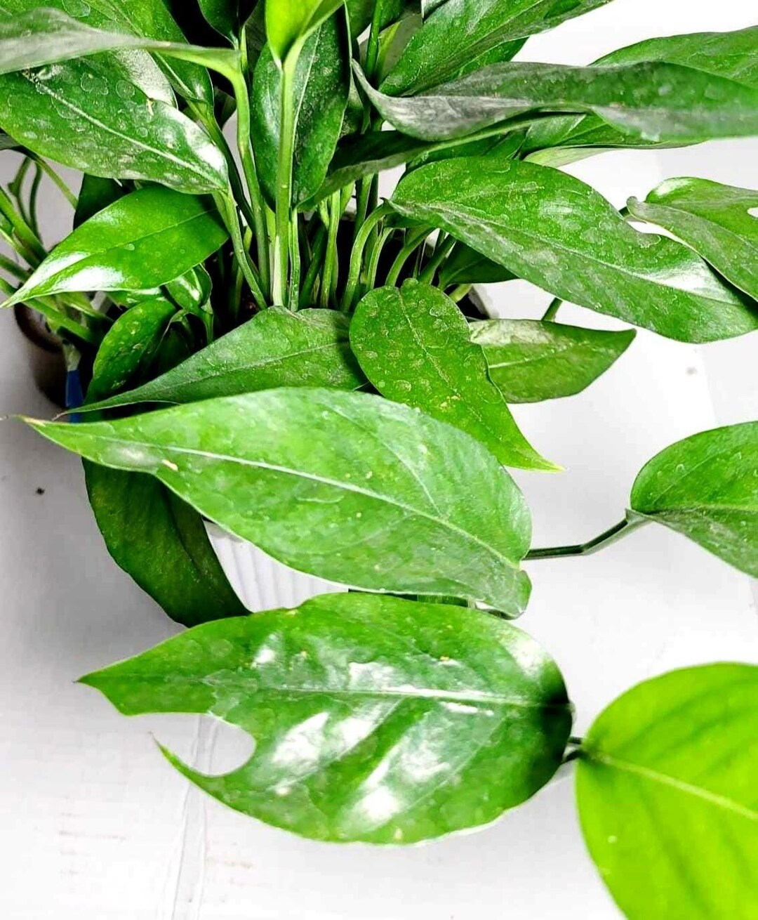 Baltic Blue Pothos Live Plant: Rare Indoor Vine, 8-15" Tall - Etsy