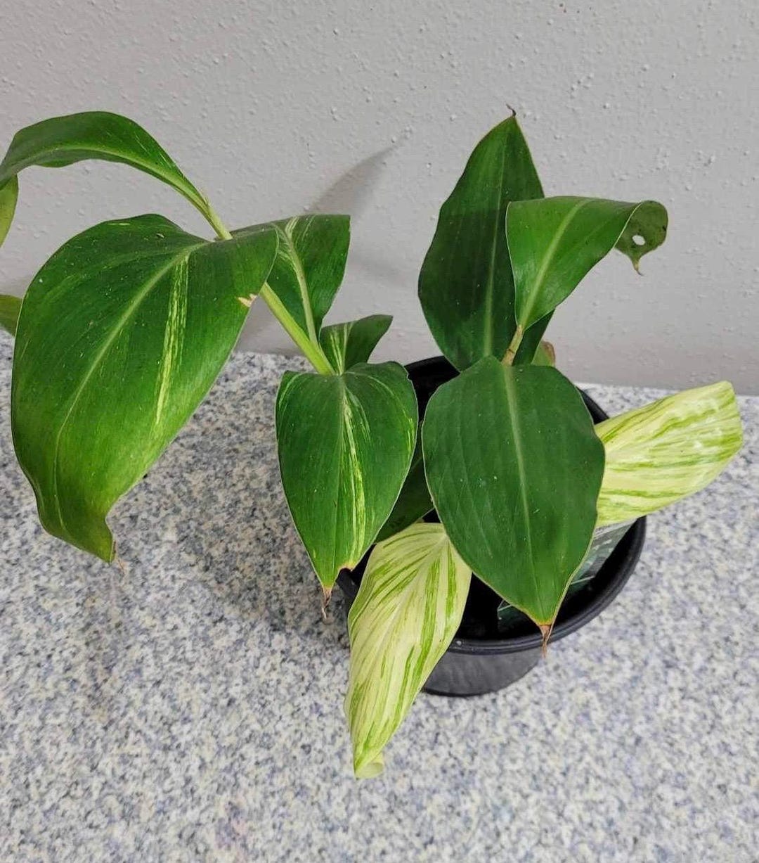 Live Shell Ginger Plants Variegated Ginger Plant Butterfly Ginger ...