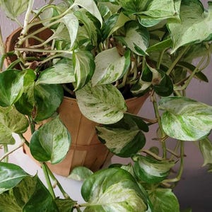 Epipremnum Aureum Manjula Pothos Plant Cuttings 33nodes Devils Ivy ...