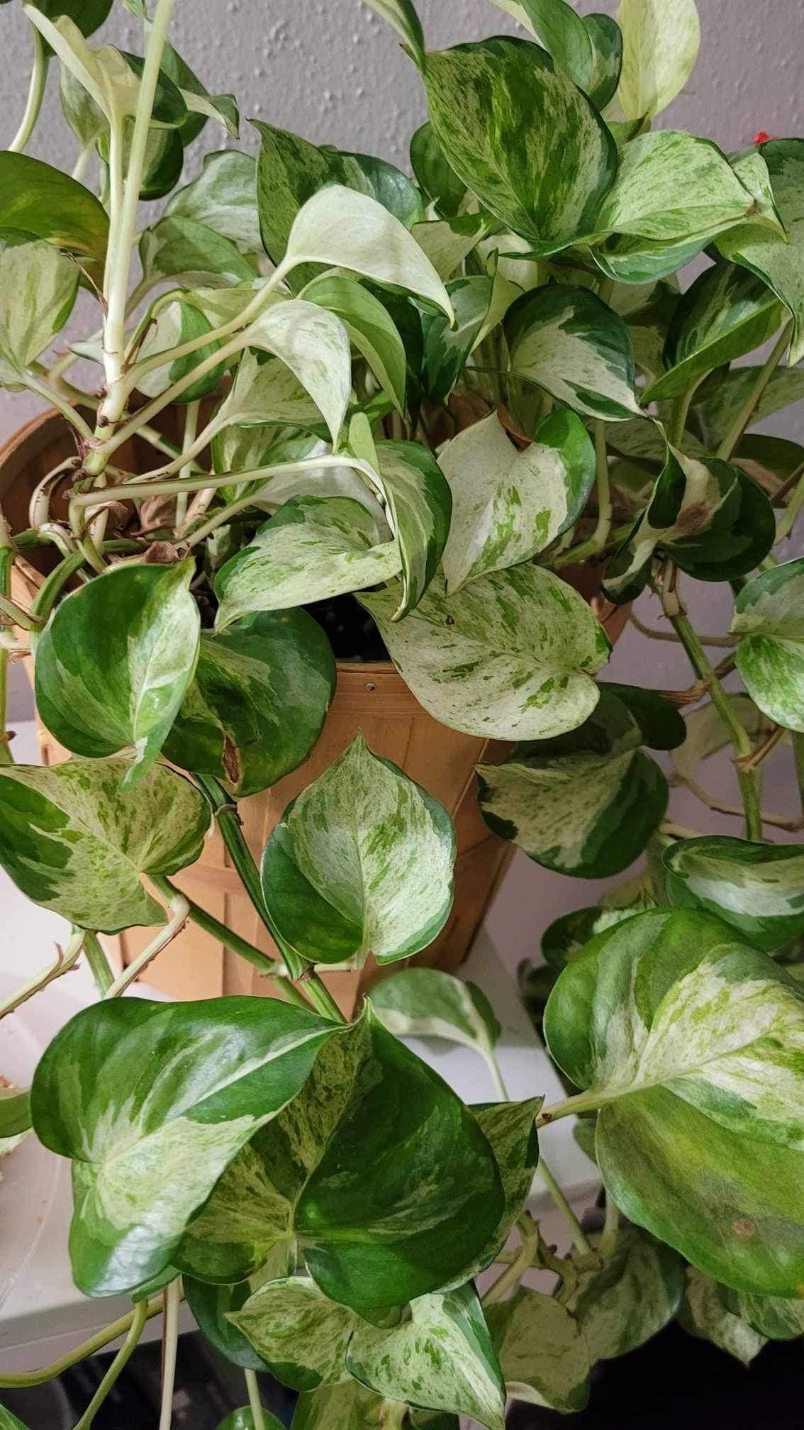 Epipremnum Aureum Manjula Pothos Plant Cuttings 33nodes Devils Ivy ...
