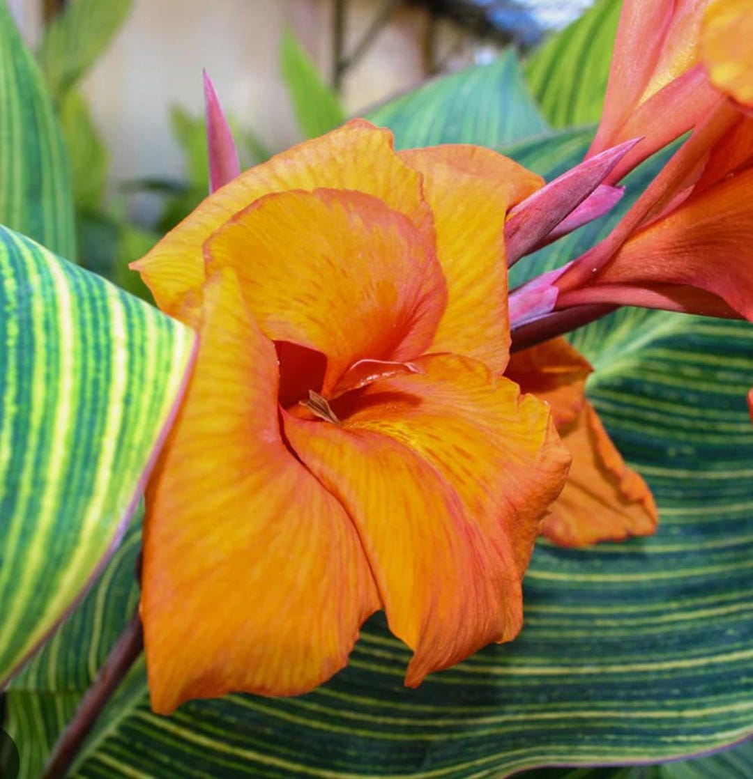 Canna 'pretoria' Rhizome Variegated Canna Lily Orange Blooms & Striped ...