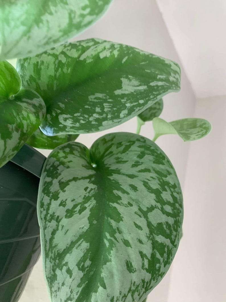 Scindapsus Pictus Plant Cutting Silver Satin Pothos Each Cutting each ...