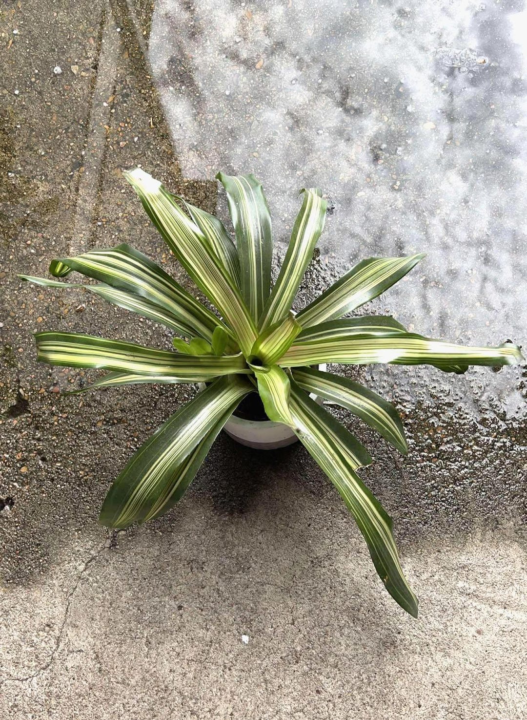 Neoregelia 'flandria' Variegated Bromeliad | Rare Tropical Indoor Plant ...