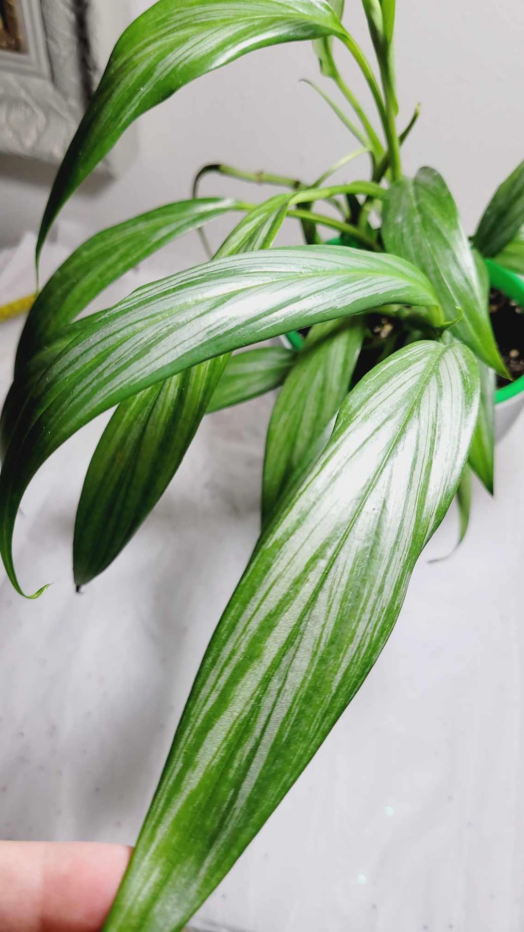 RARE Epipremnum Amplissimum Silver Streak Cuttings 2 Nodes, Live Silver ...