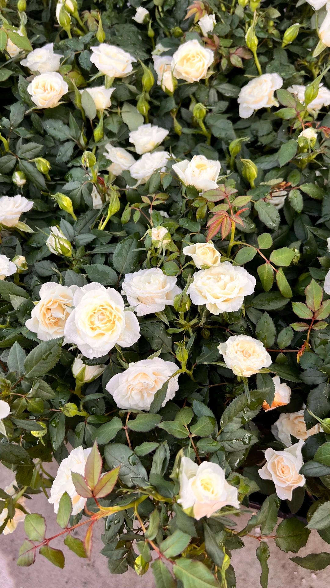 Live Rare Exotic Mini White Rose Flowers Plant Tropical Potted Low ...